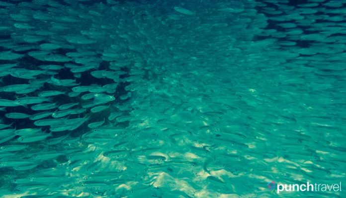 The Ultimate Guide to Snorkeling Redang Island - Punch Travel