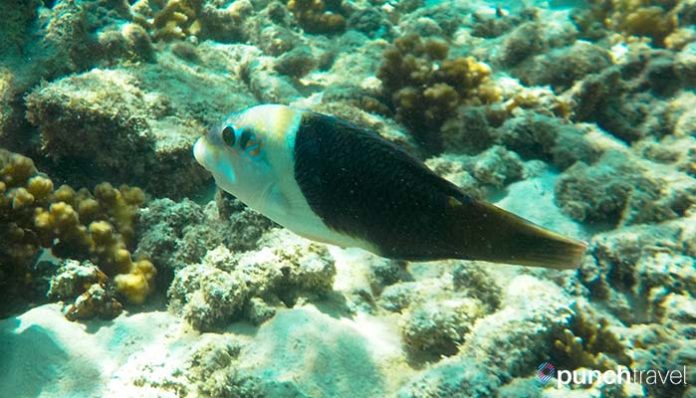 The Ultimate Guide to Snorkeling Redang Island - Punch Travel