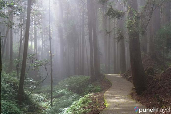 Hiking in Alishan Forest, Taiwan - Punch Travel